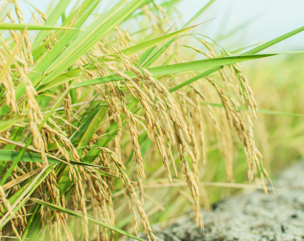 What Makes Sticky Rice? – Sedona Experience